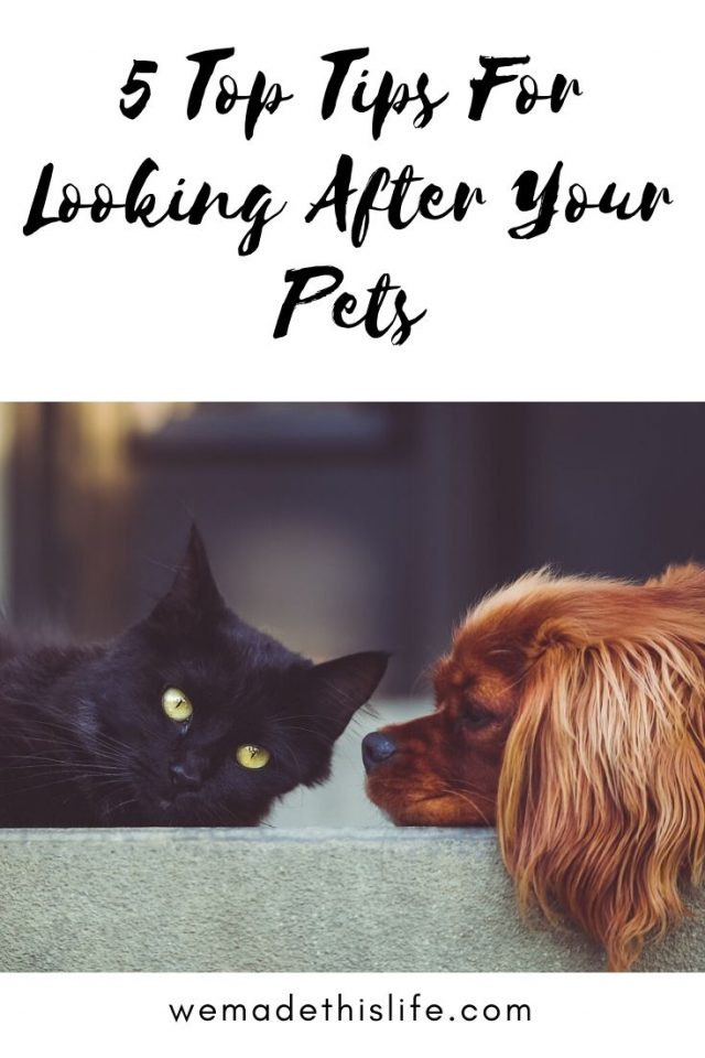 5 Top Tips For Looking After Your Pets - We Made This Life
