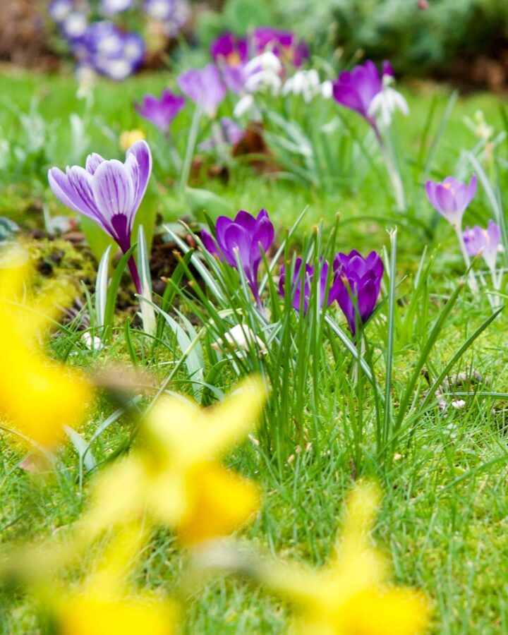 Best Spring Plants For Garden Flowers That Are Beautiful